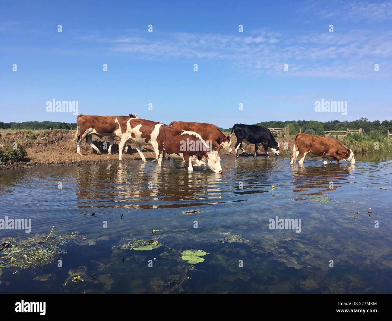 Cows,drinking, water, river, canoe, kayak Stock Photo - Alamy