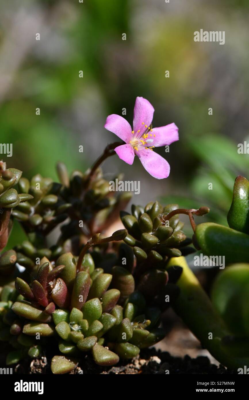 African succulent hi-res stock photography and images - Alamy