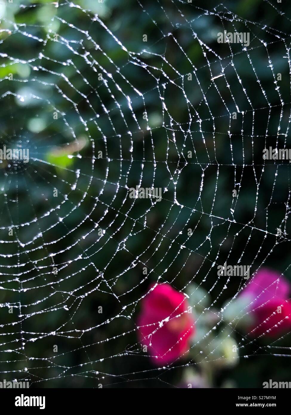 Spider Web with no Spider Stock Photo - Alamy