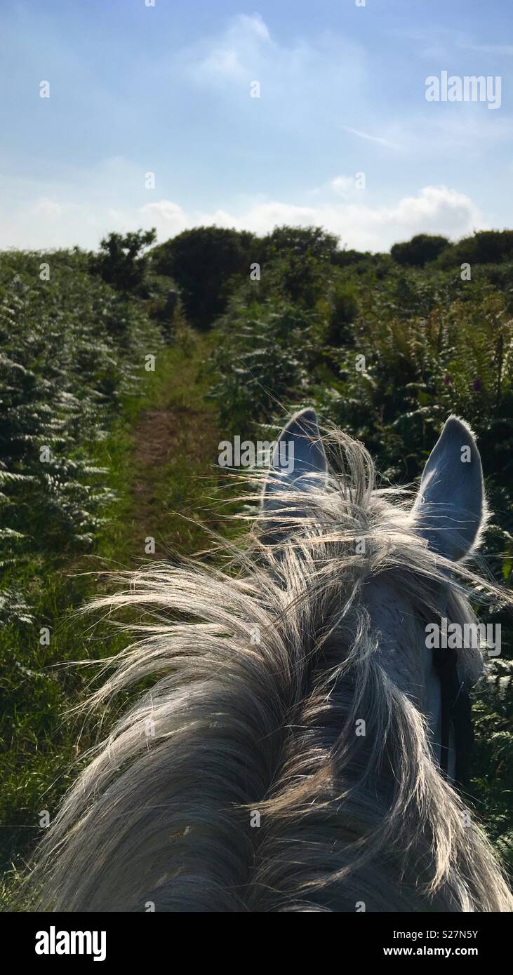 Horse riding through Cornish countryside Stock Photo - Alamy