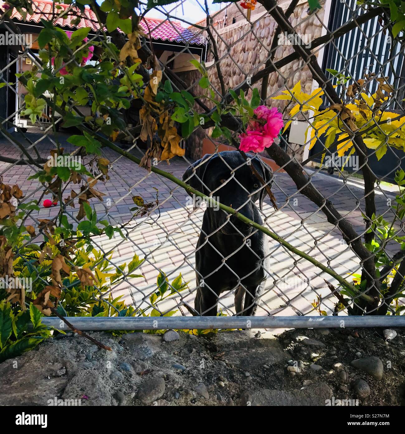Lab peering through fence Stock Photo - Alamy