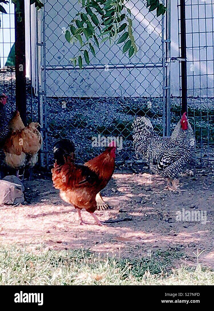 Strutting chickens hi-res stock photography and images - Alamy