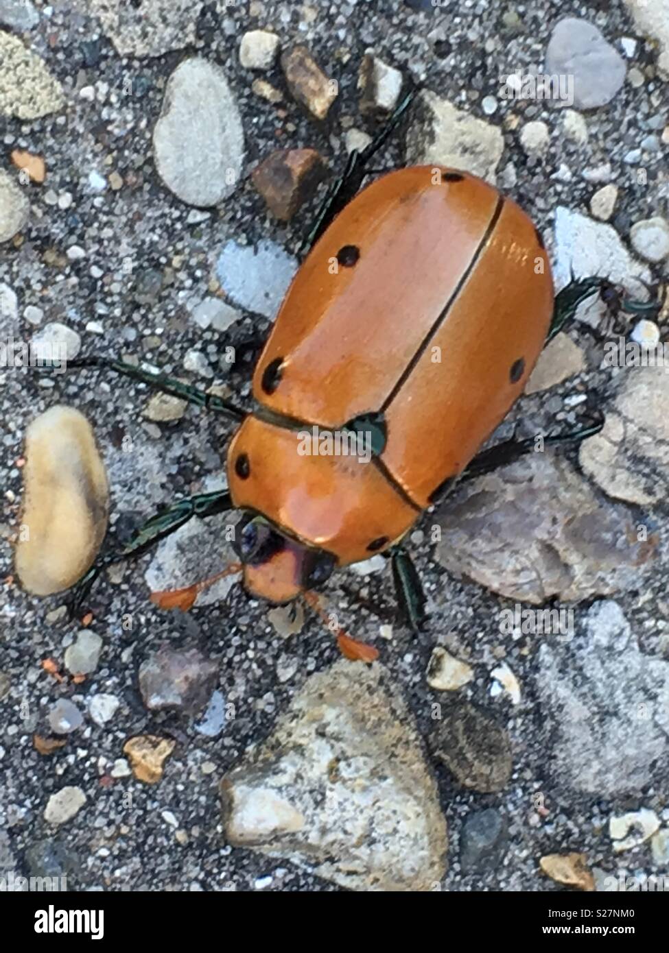 Bug on a walk Stock Photo - Alamy