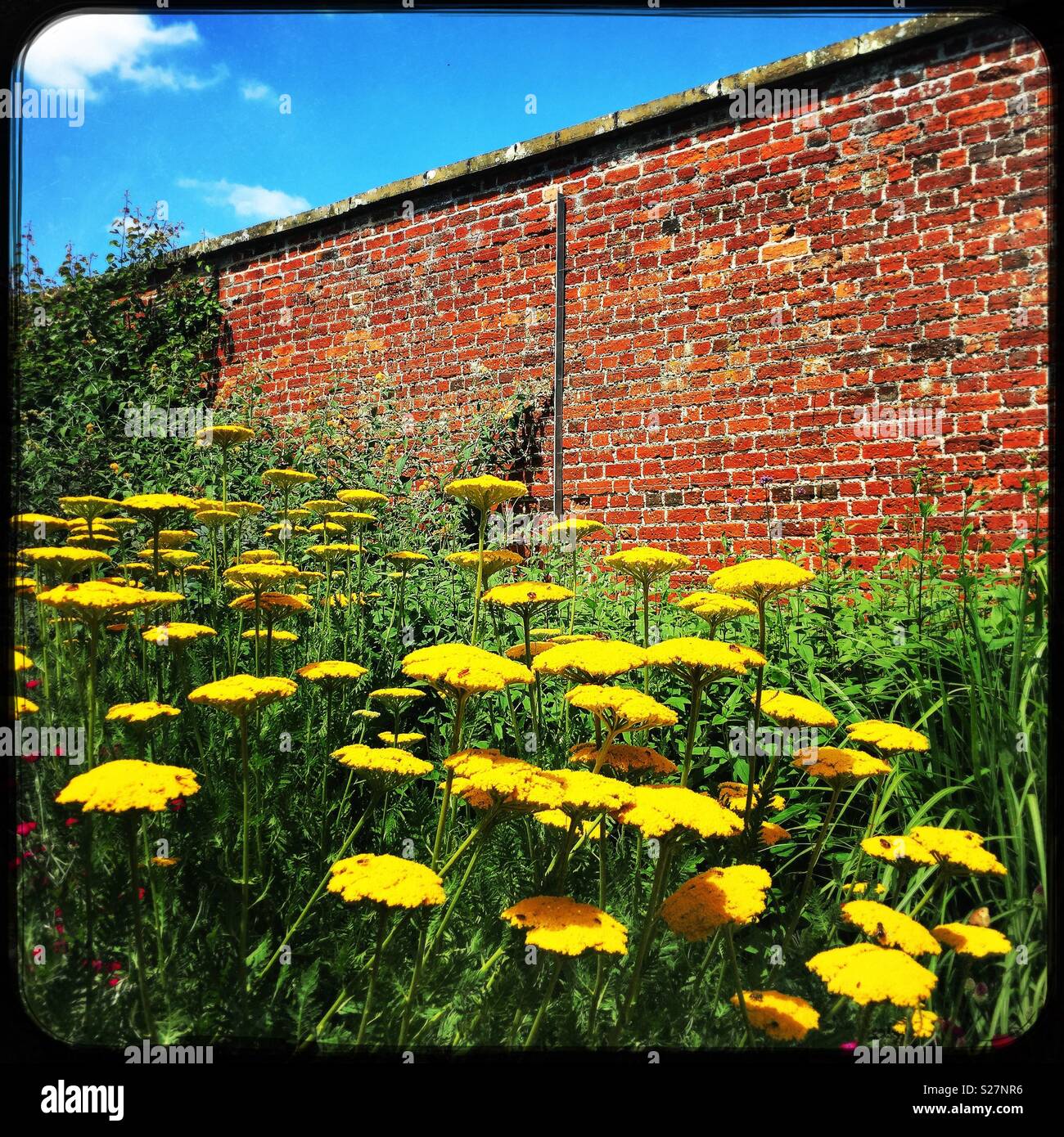 Yellow flowers against old brick wall Stock Photo - Alamy