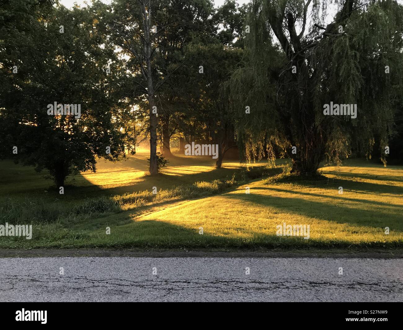 Sun shining in between trees Stock Photo - Alamy