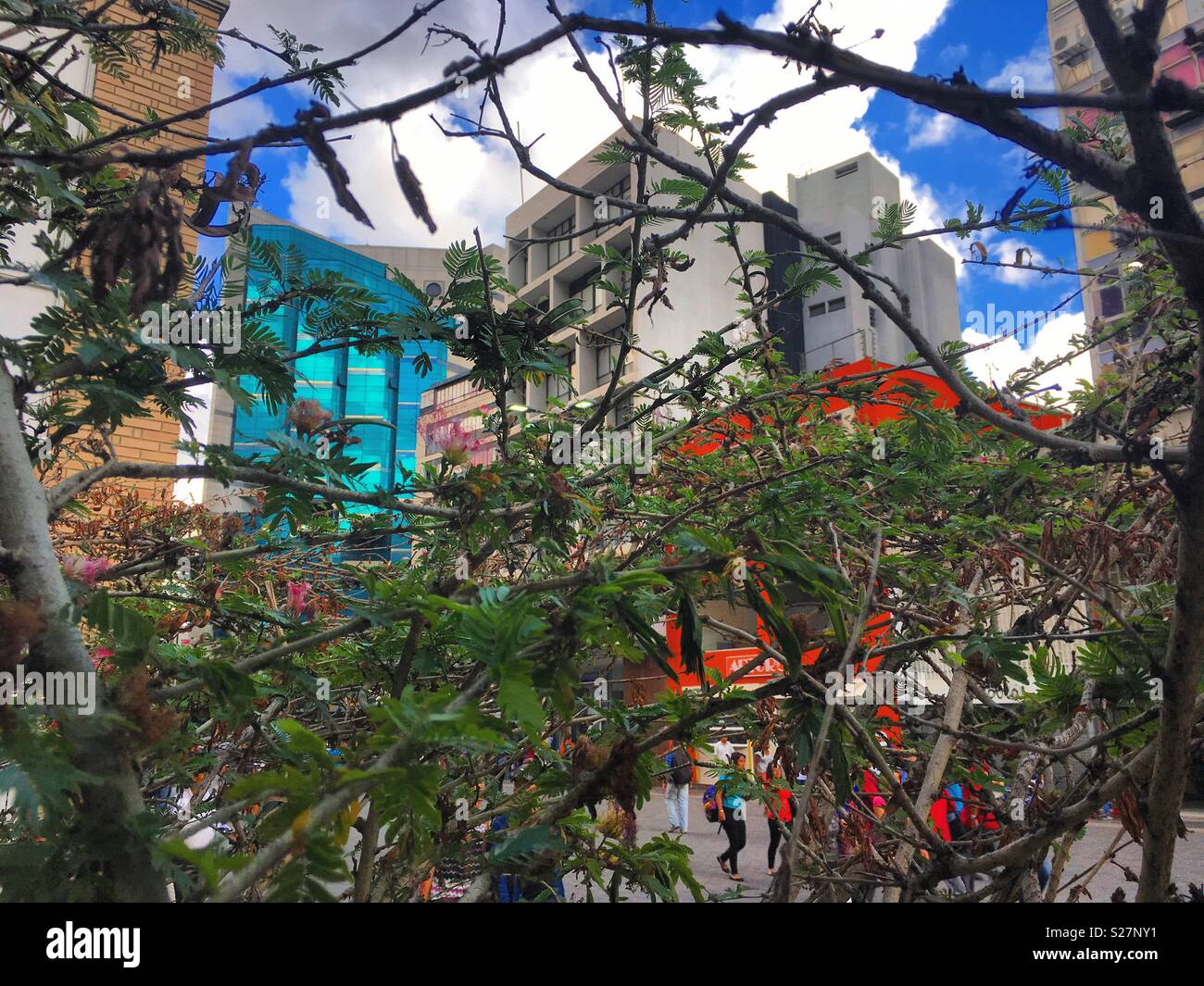 Sabana Grande Caracas Venezuela Trees Vicente Quintero. Torre Centrum ...