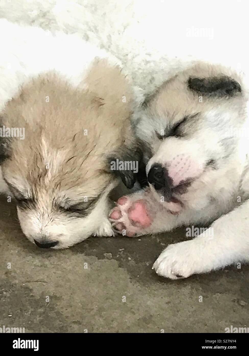 Three week old puppies hi-res stock photography and images - Alamy