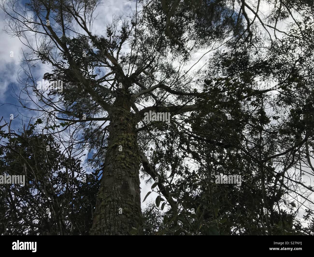 Eucalyptus trees in ecuador tree hi-res stock photography and images ...
