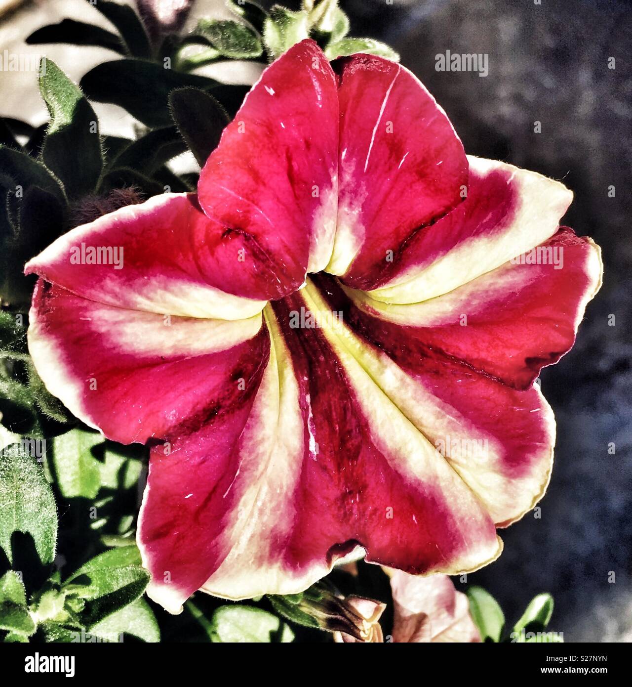 Striped flower hi-res stock photography and images - Alamy