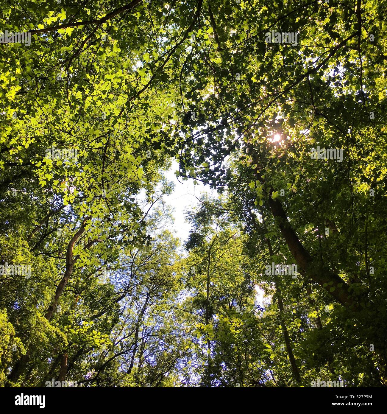 Sunlight streaming through the tree canopy while we cycled down an old ...