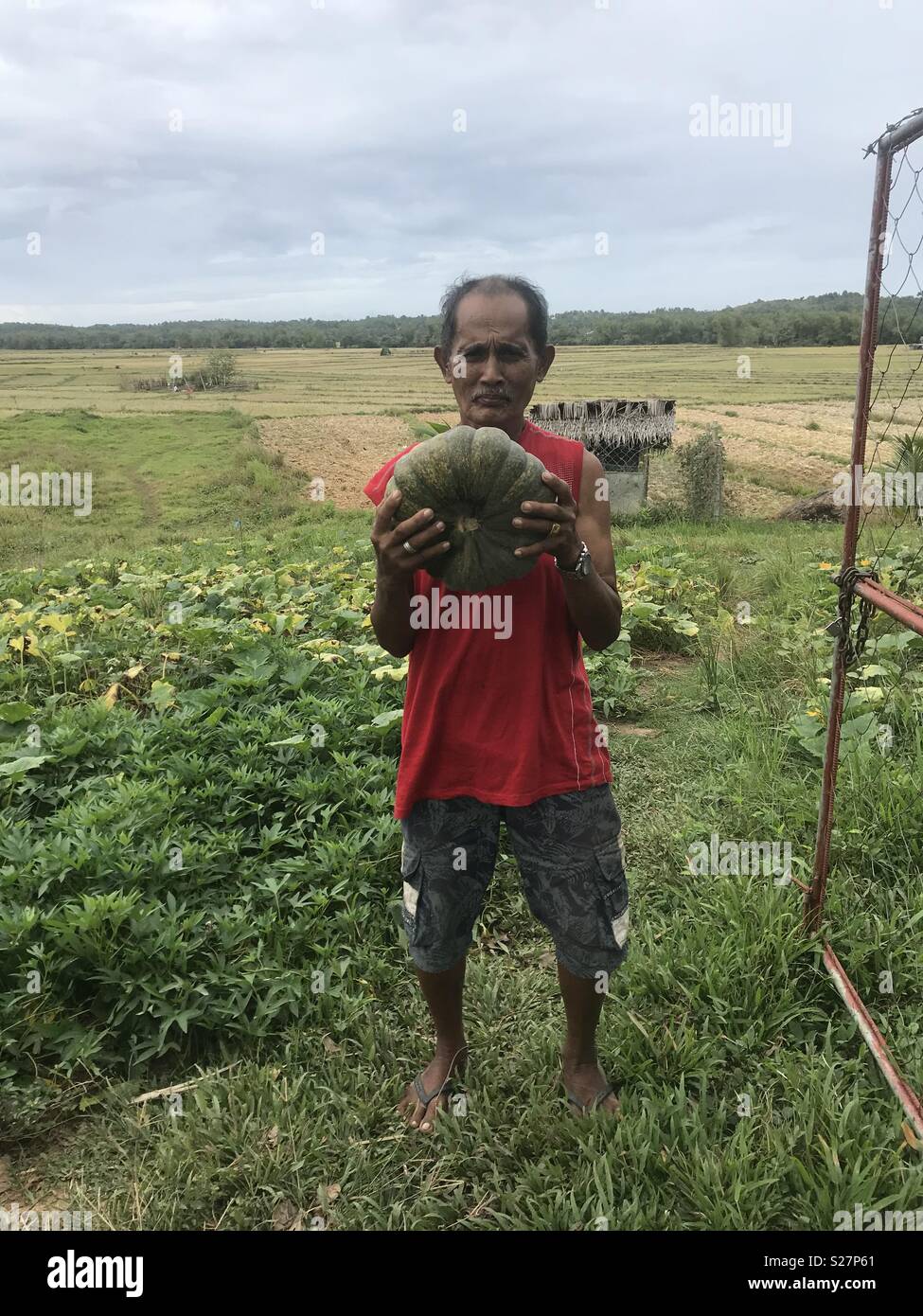 Quash hi-res stock photography and images - Alamy