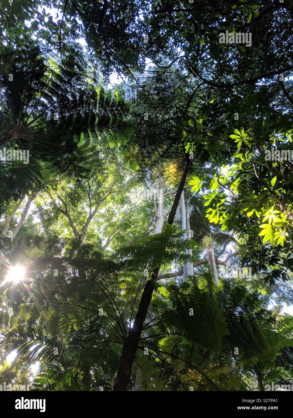 Canopy tree trees hi-res stock photography and images - Alamy