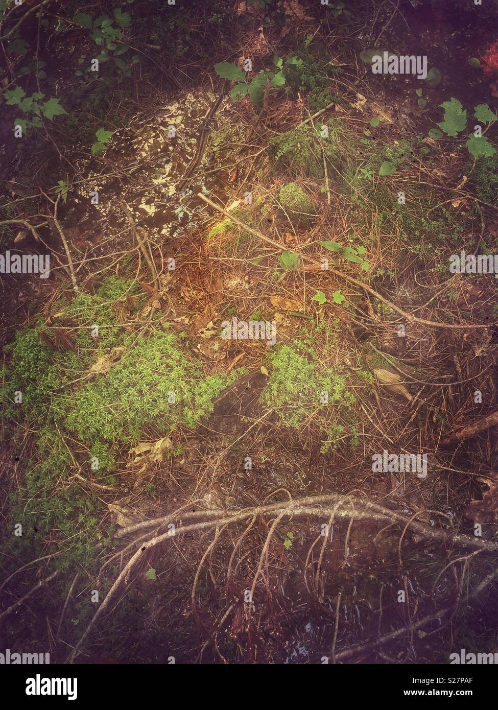 Plant material hi-res stock photography and images - Alamy