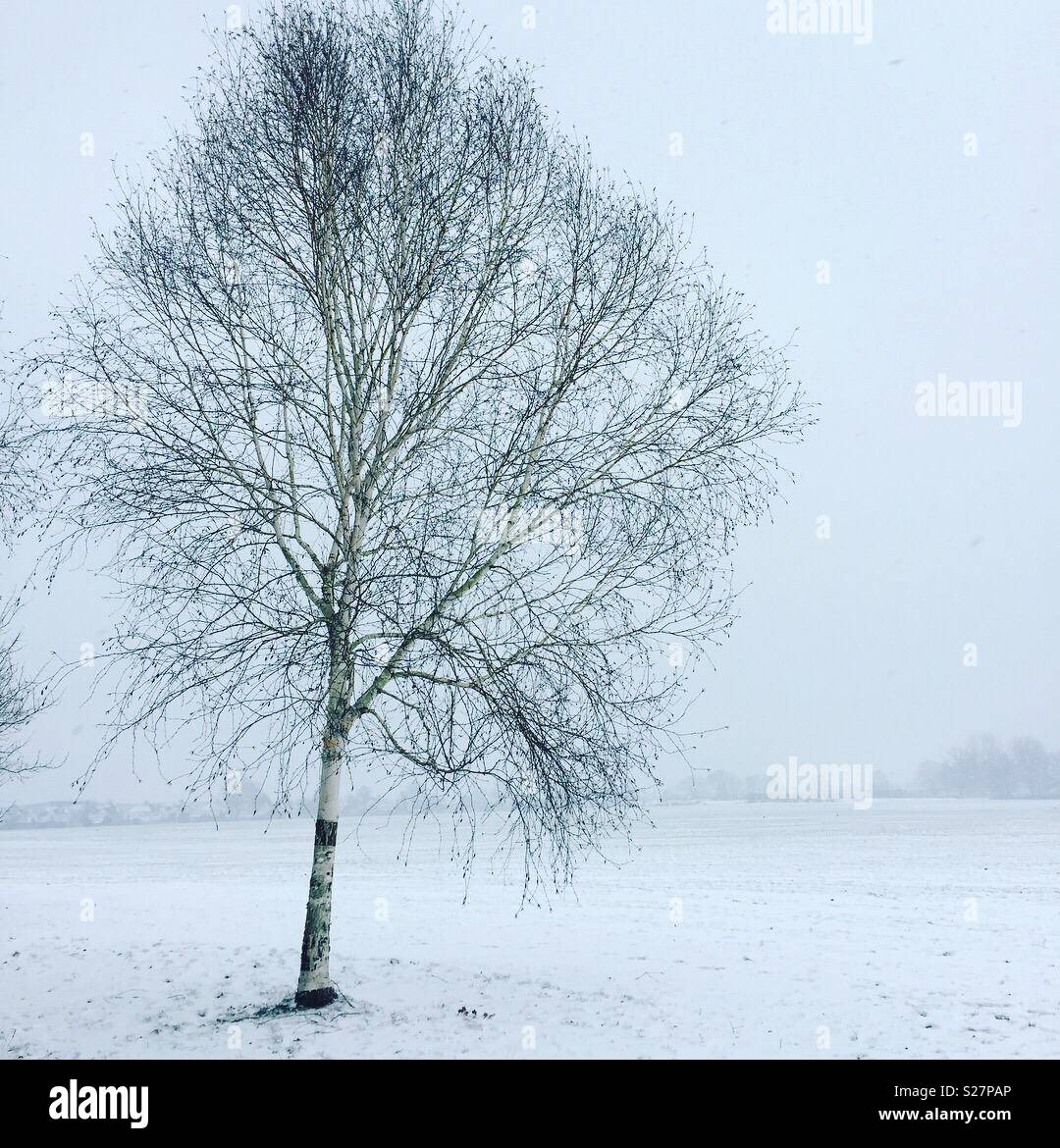 Standalone tree in a snow scene Stock Photo - Alamy