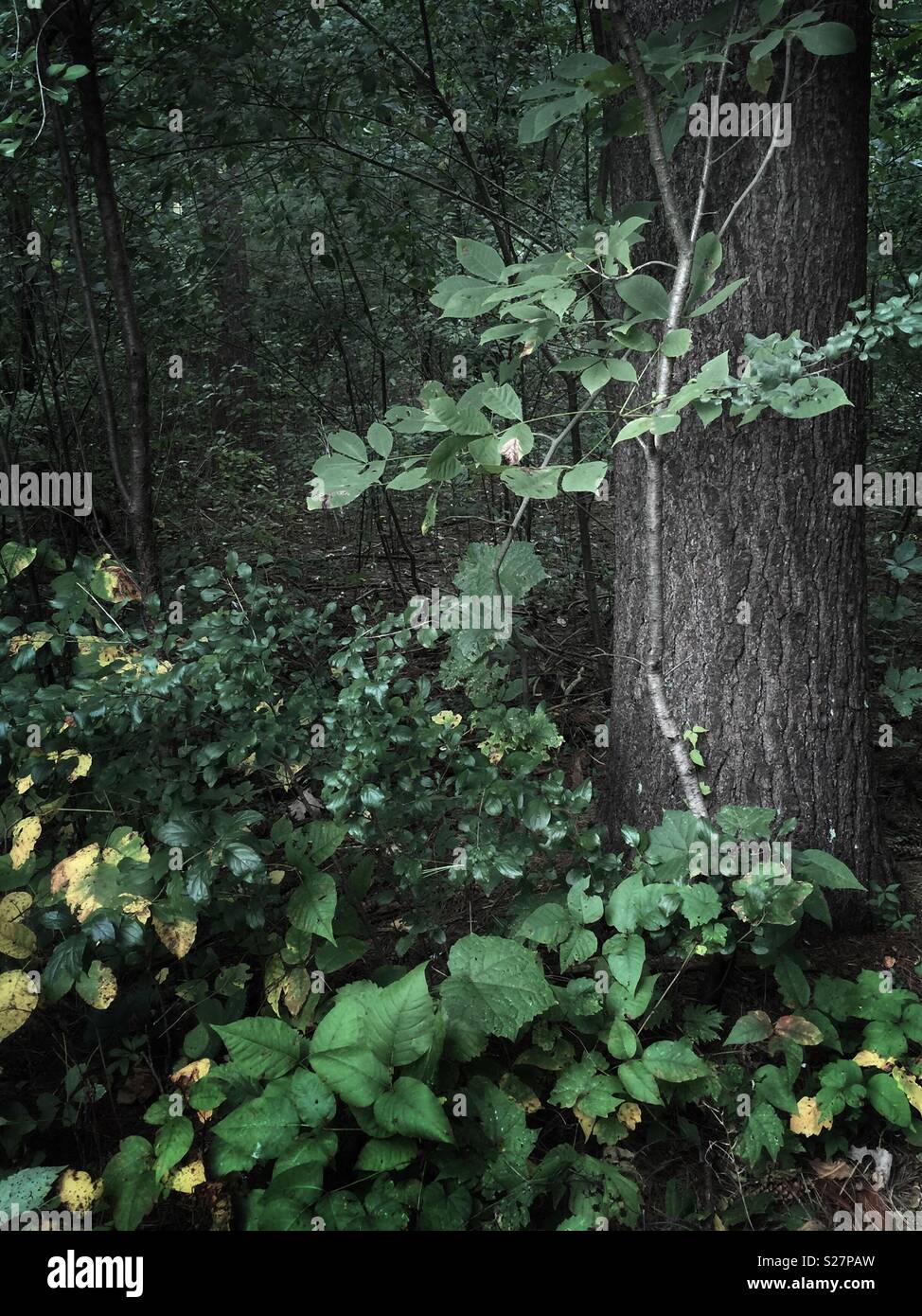 Tree trunk and foliage in a forest Stock Photo - Alamy