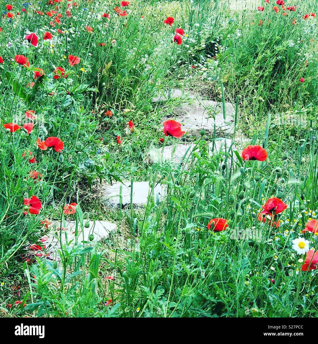 Stone pathway and meadow hi-res stock photography and images - Alamy