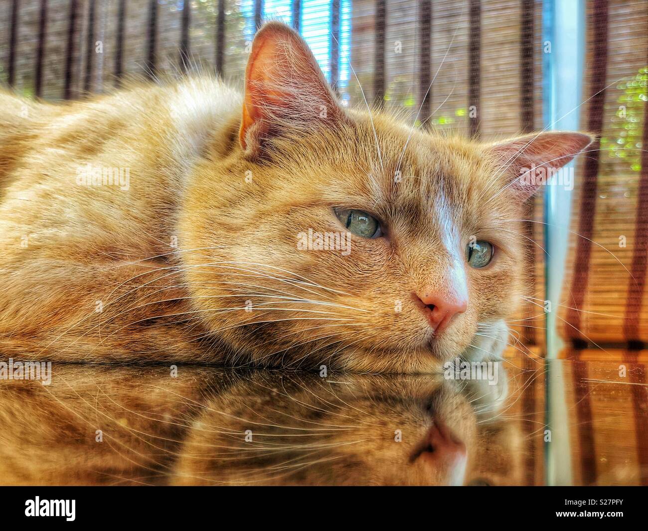 Paws and reflect hi-res stock photography and images - Alamy