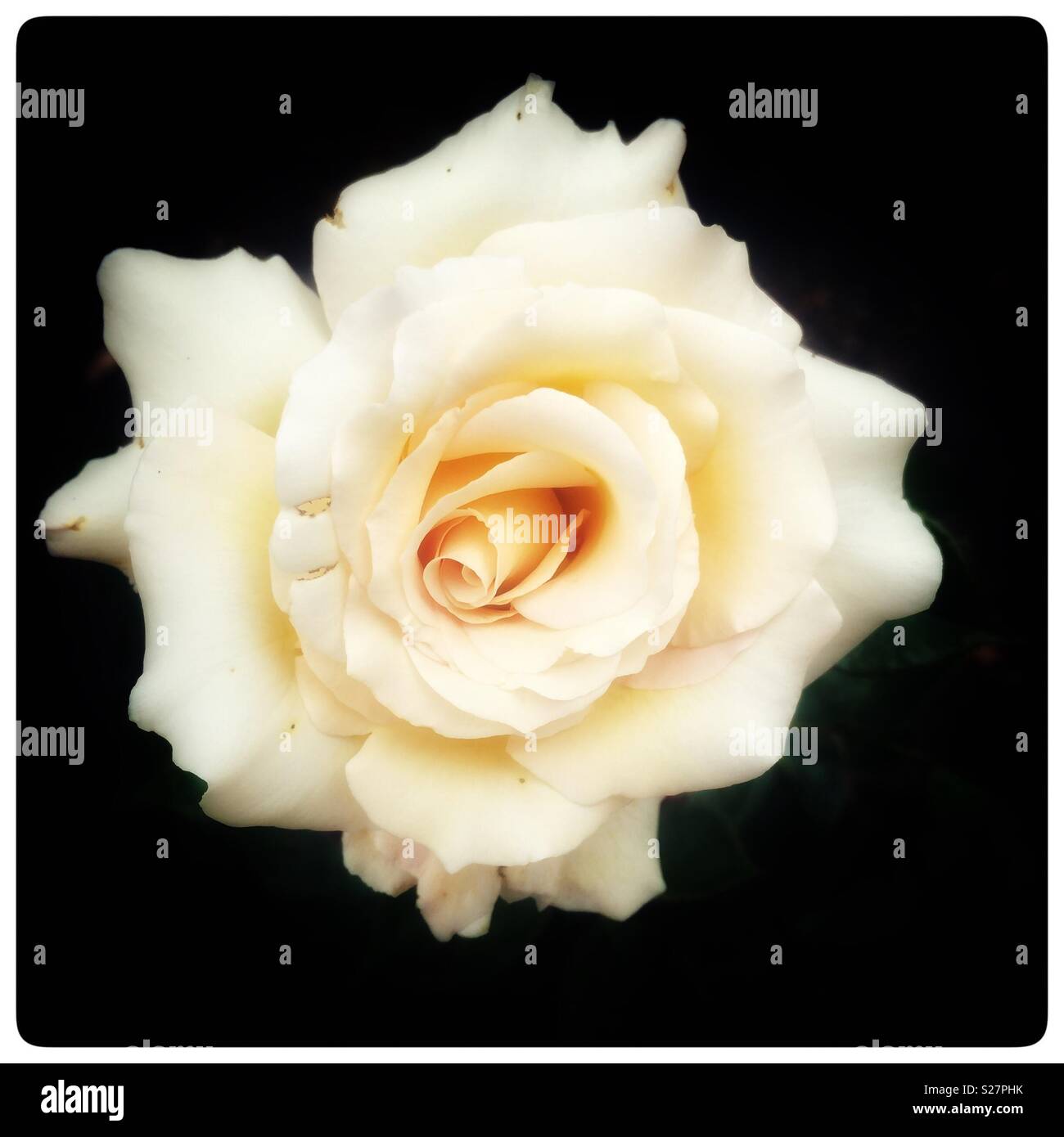 Beautiful Cream scented Rose Stock Photo - Alamy