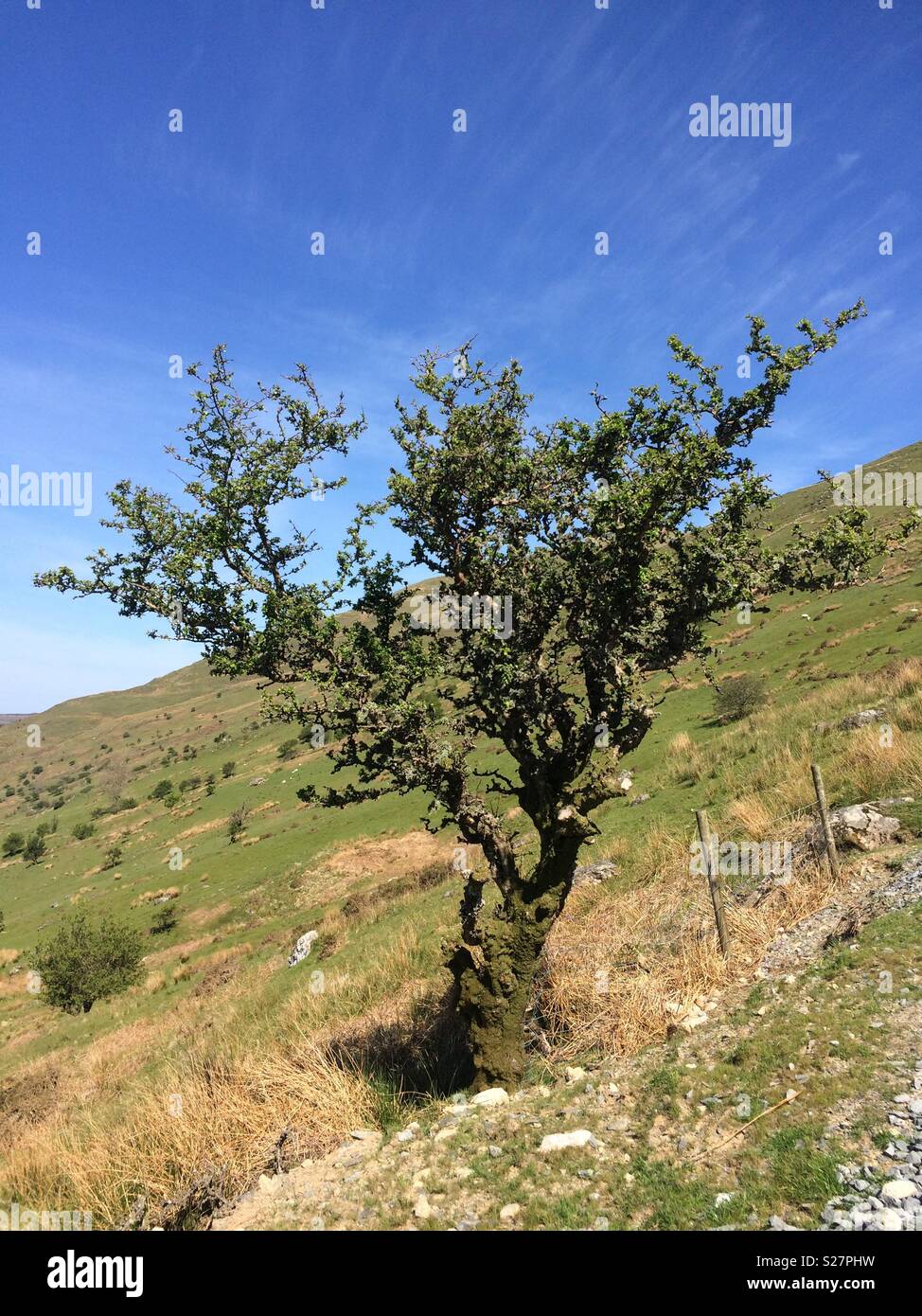 Lonely tree wales hi-res stock photography and images - Alamy