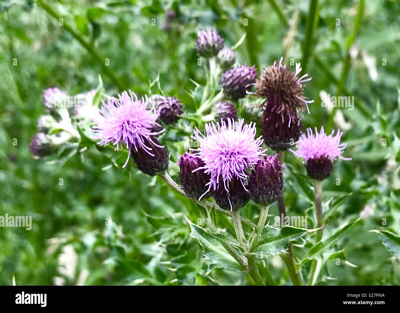 Green and purple thistle hi-res stock photography and images - Alamy