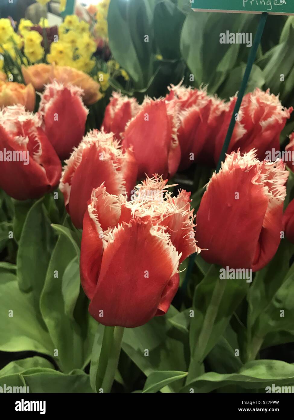 Ragged tulips hi-res stock photography and images - Alamy