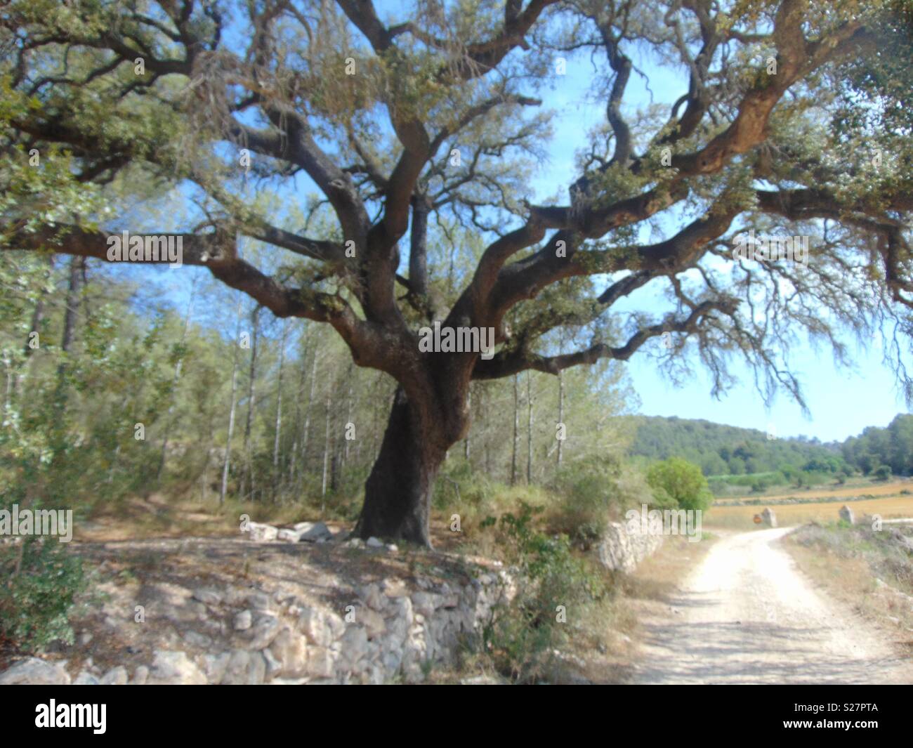 Tree of life Stock Photo - Alamy