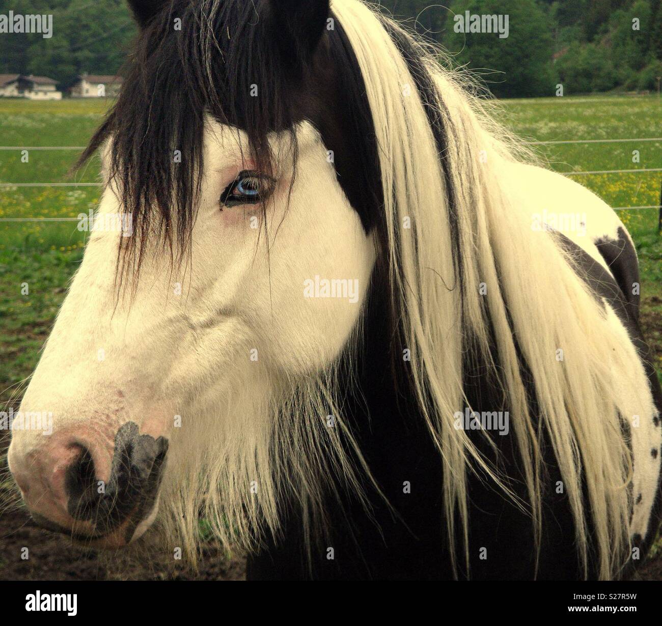 Tinker Horse with fine blue eyes Stock Photo - Alamy