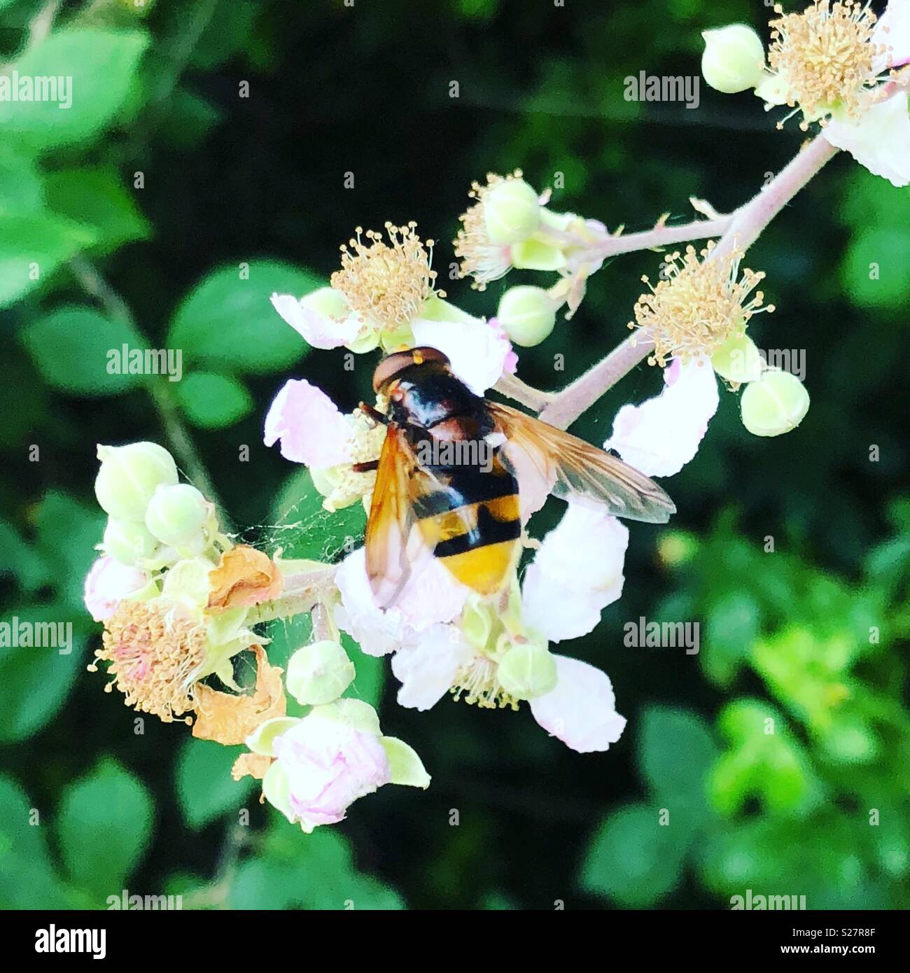 The giant wasp hi-res stock photography and images - Alamy