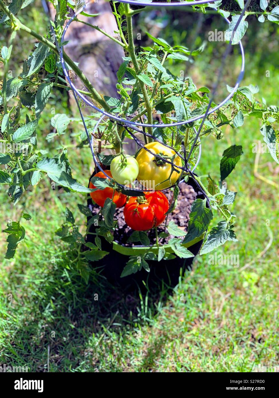 Tomoto plant hi-res stock photography and images - Alamy