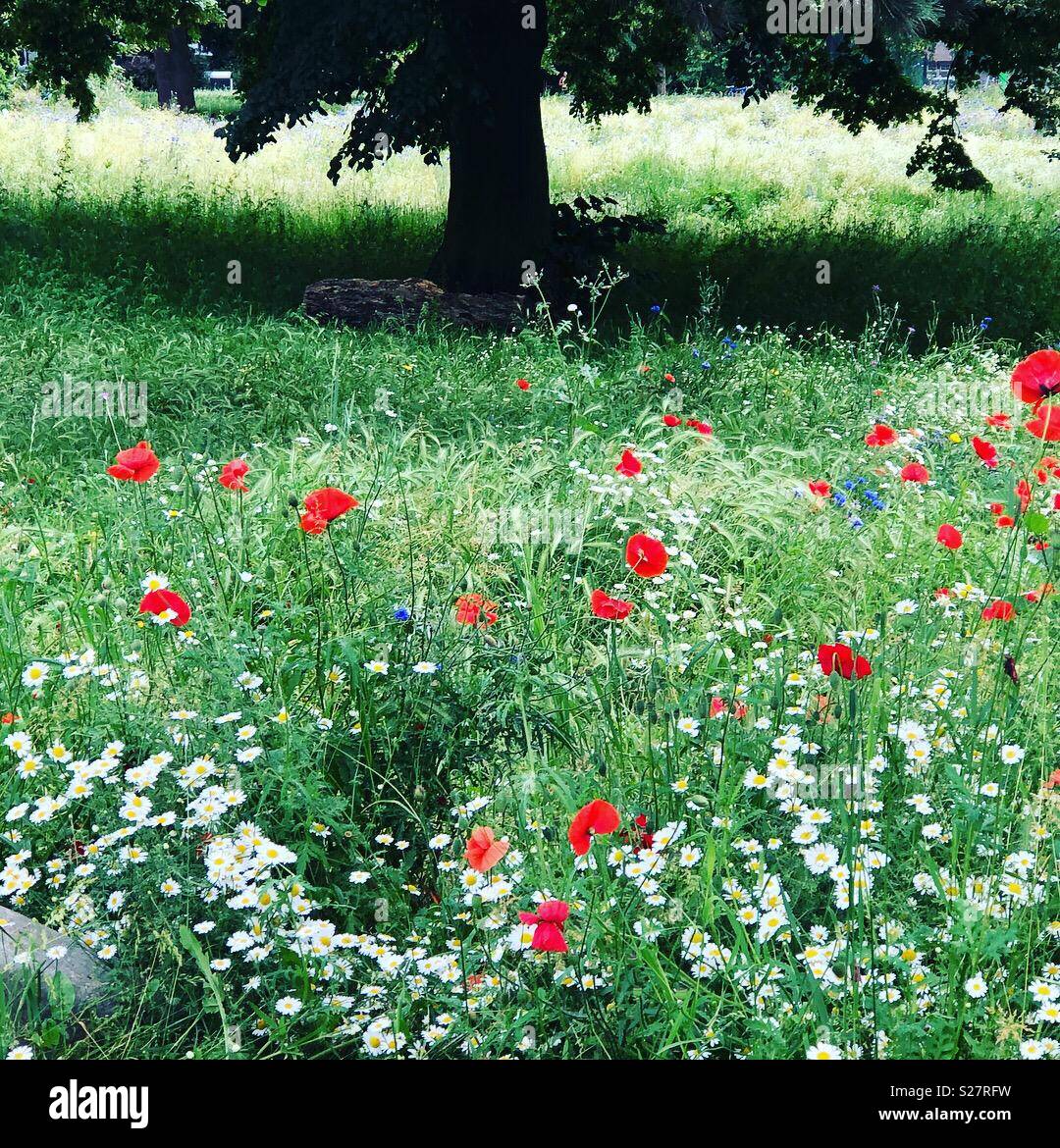 Poppy and daisy meadow beneath a tree Stock Photo - Alamy