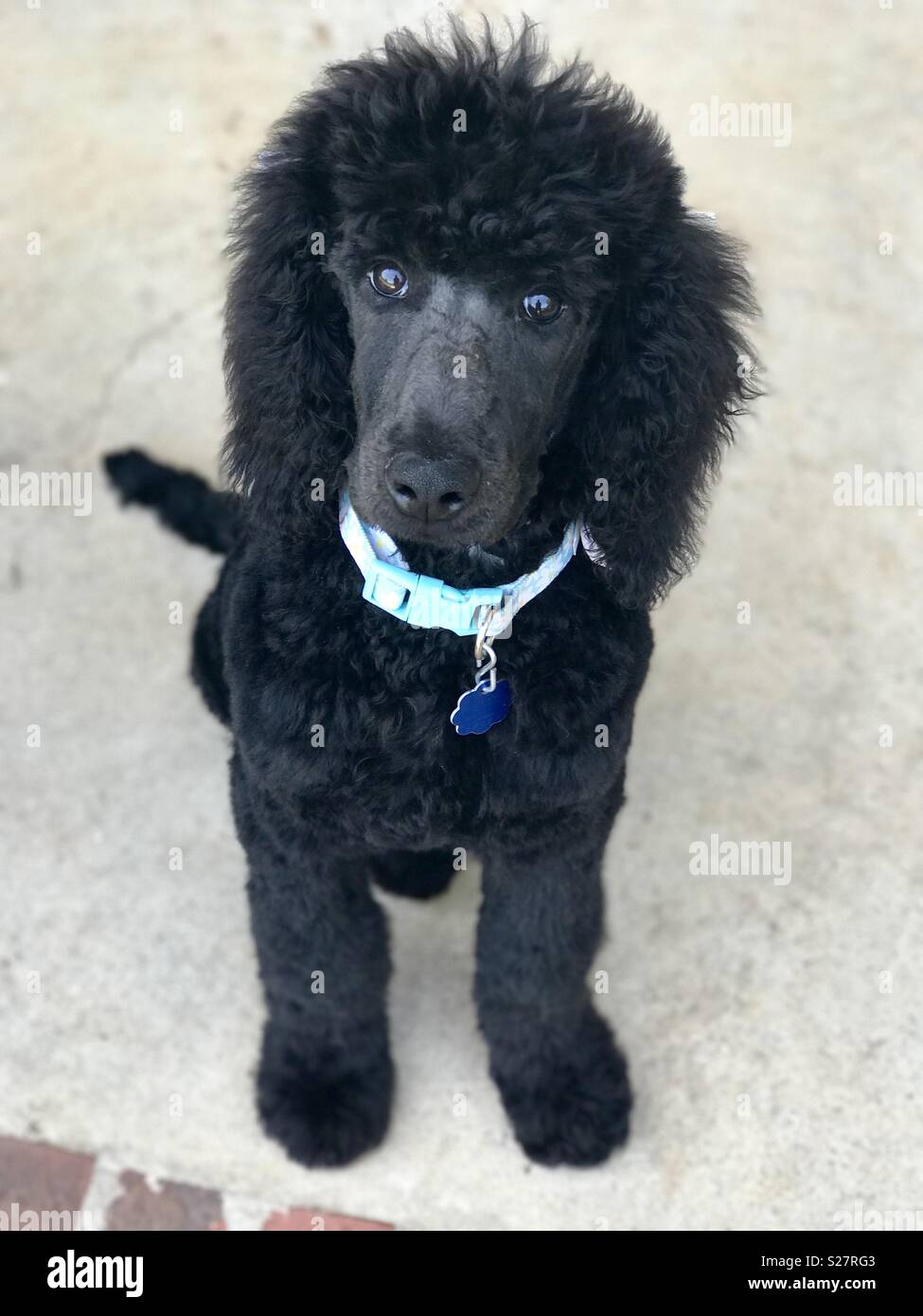 Standard poodle puppy hi-res stock photography and images - Alamy