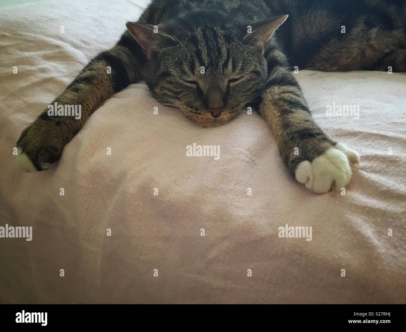 Tired cat hi-res stock photography and images - Alamy