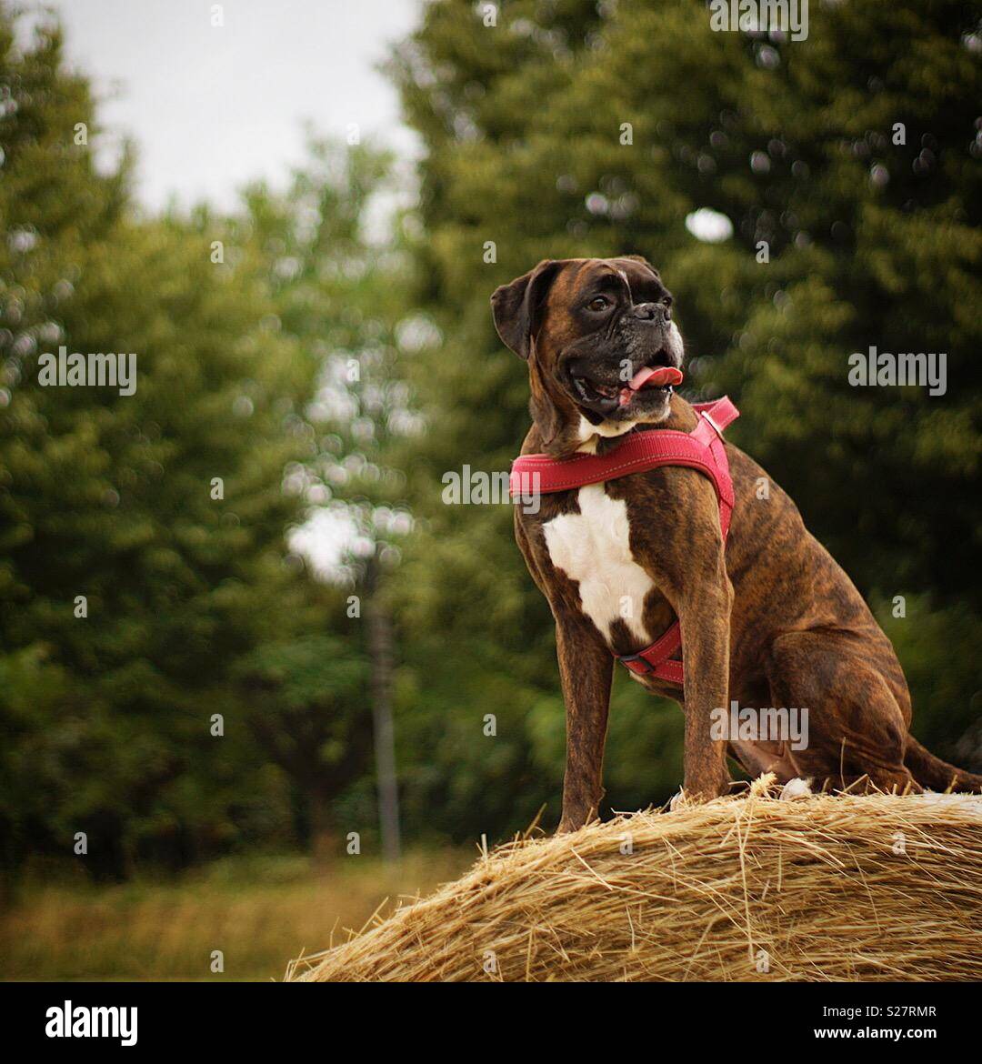 Boxer Dog Portrait Germany Stock Photo - Alamy