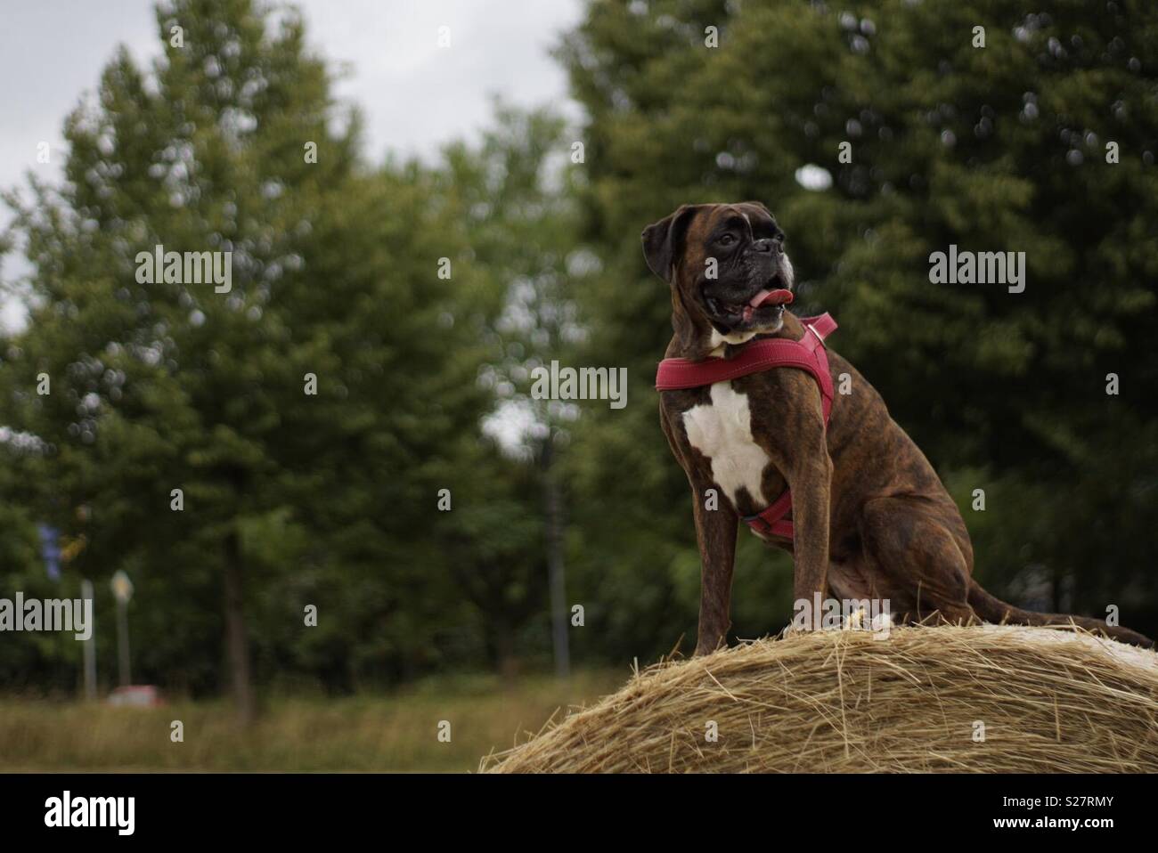 Boxer Dog Portrait Germany Stock Photo - Alamy