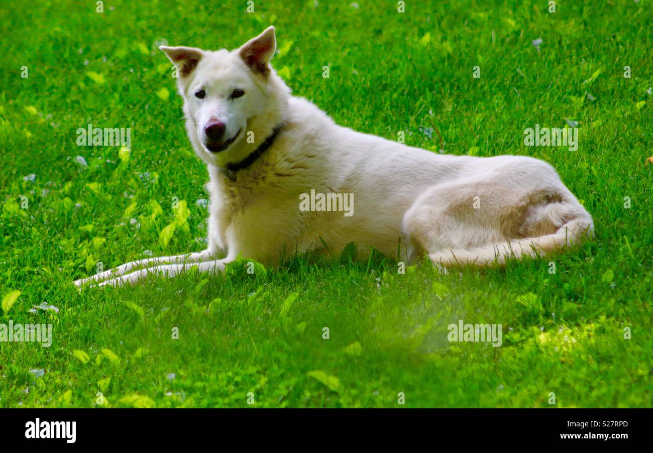 Gracie the dog hi-res stock photography and images - Alamy