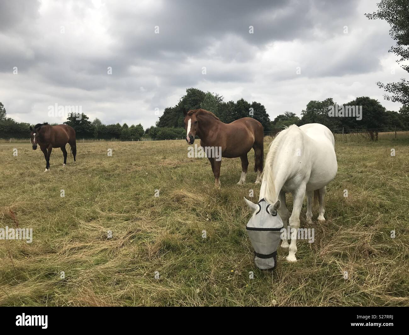 Pony if field with tree hi-res stock photography and images - Alamy