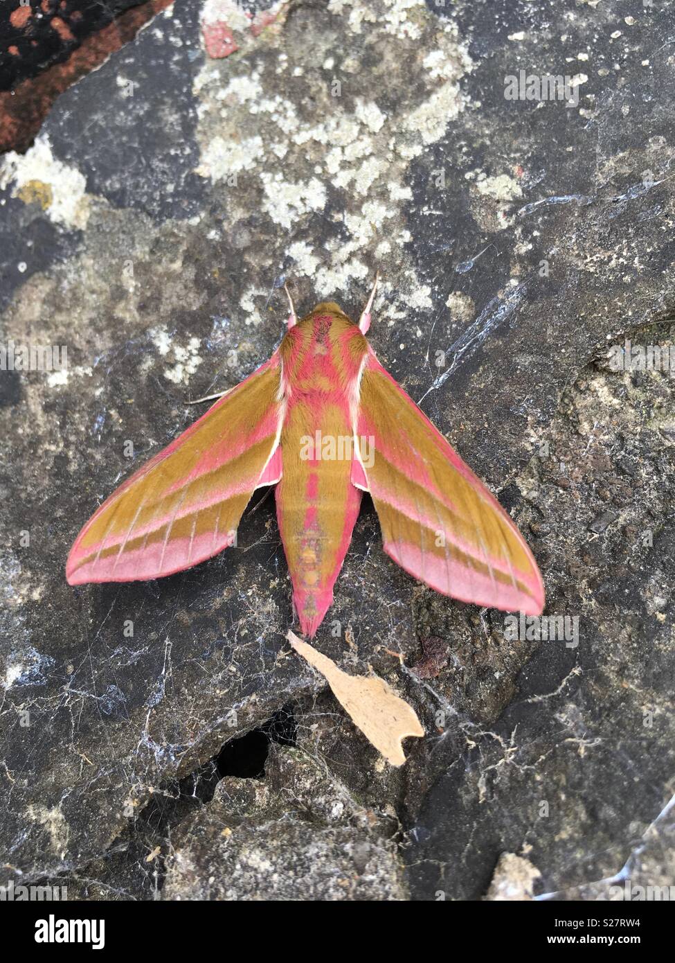 Resting moth hi-res stock photography and images - Alamy