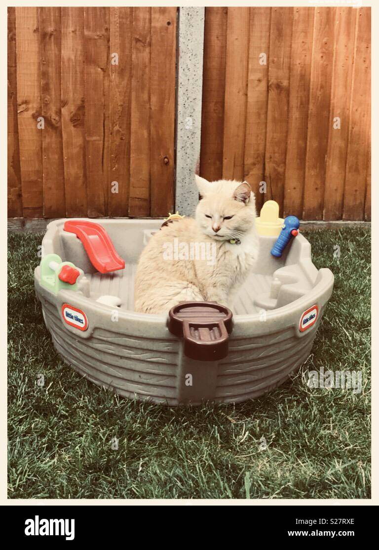 Cat ship hi-res stock photography and images - Alamy