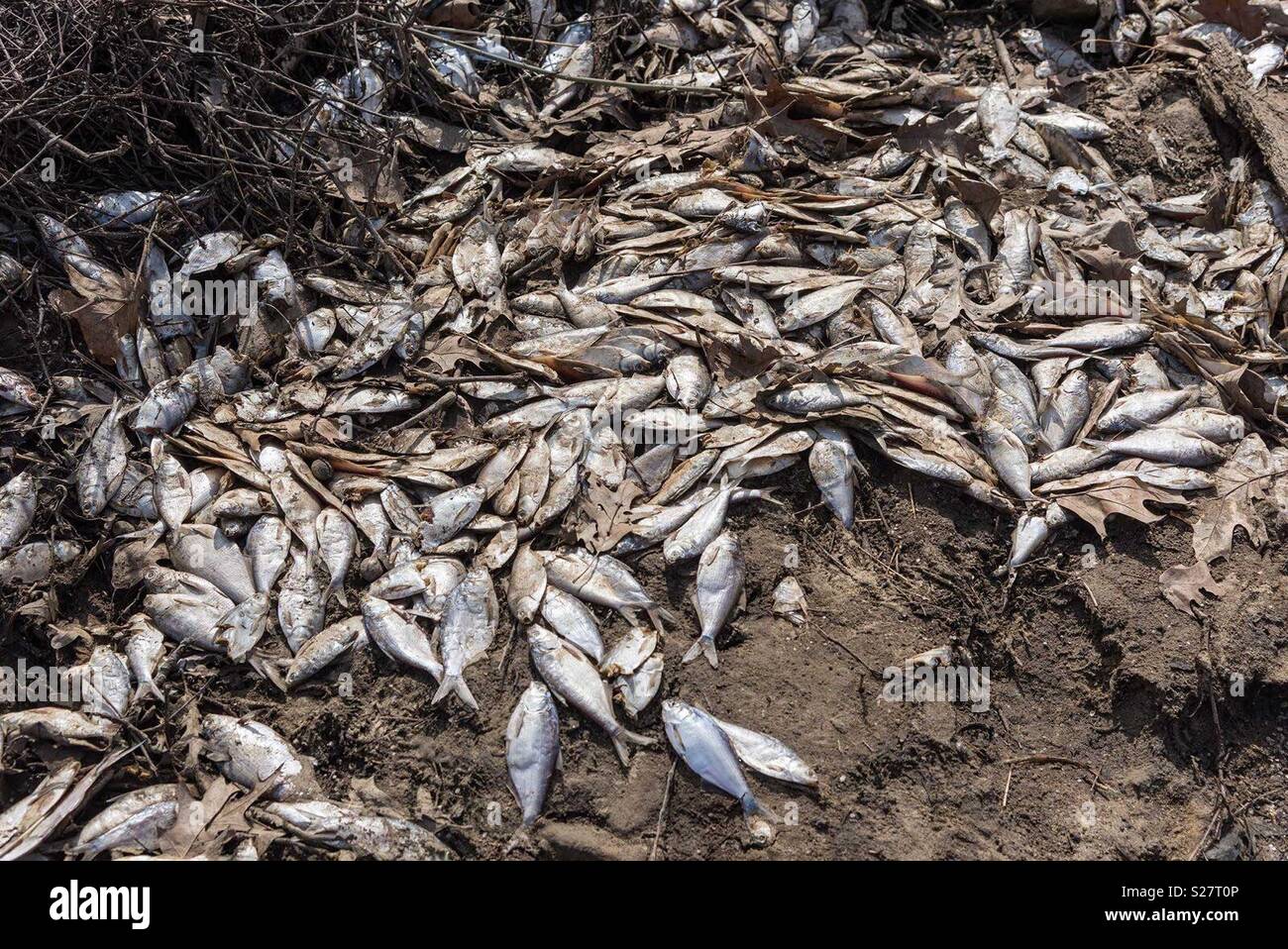 Mass death of fish in spring Stock Photo - Alamy