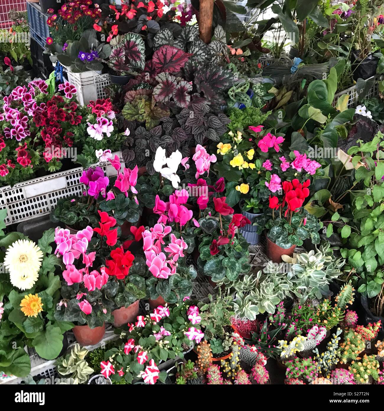 Cuenca Ecuador Flower High Resolution Stock Photography and Images - Alamy