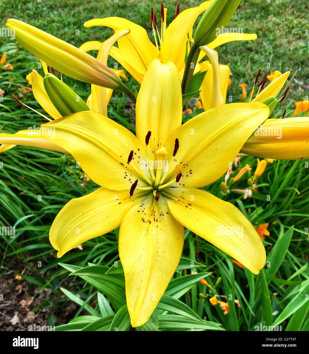 Yellow lily in garden Stock Photo - Alamy