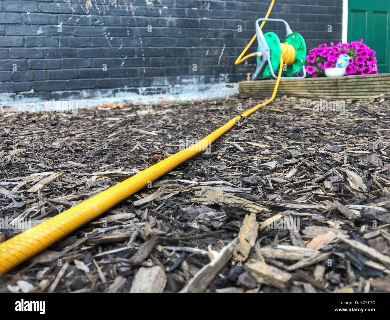 Hose in hose flowers hi-res stock photography and images - Alamy