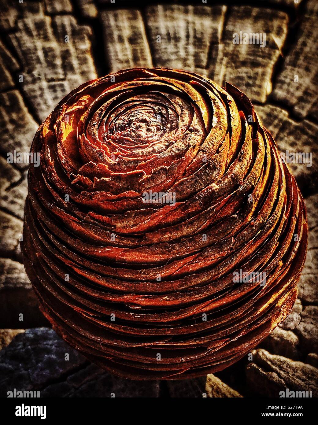 Cedar seed hi-res stock photography and images - Alamy