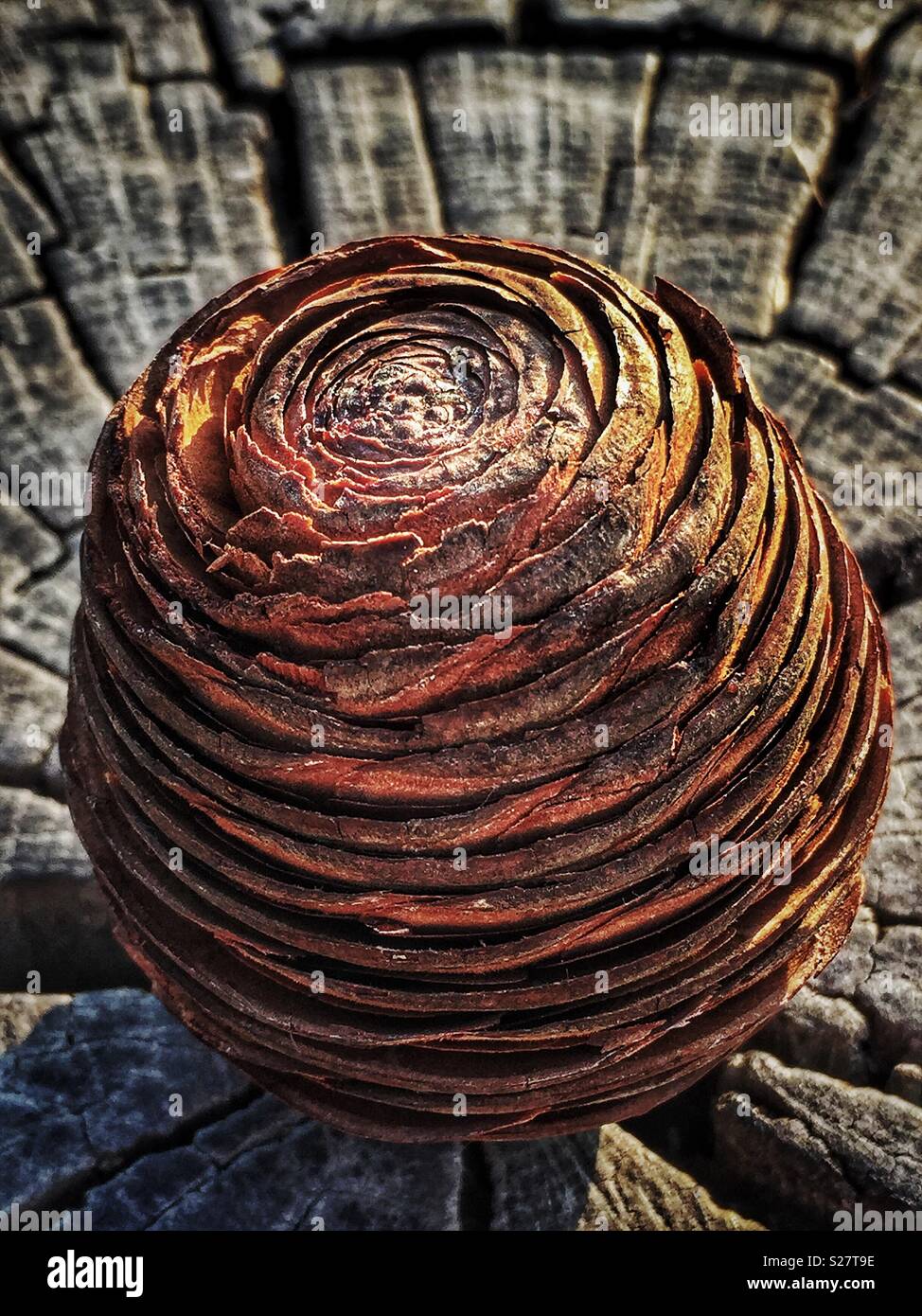 Cedar seed hi-res stock photography and images - Alamy