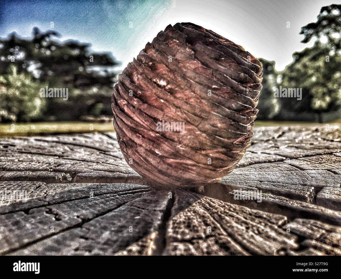 Seed of a tree hi-res stock photography and images - Alamy