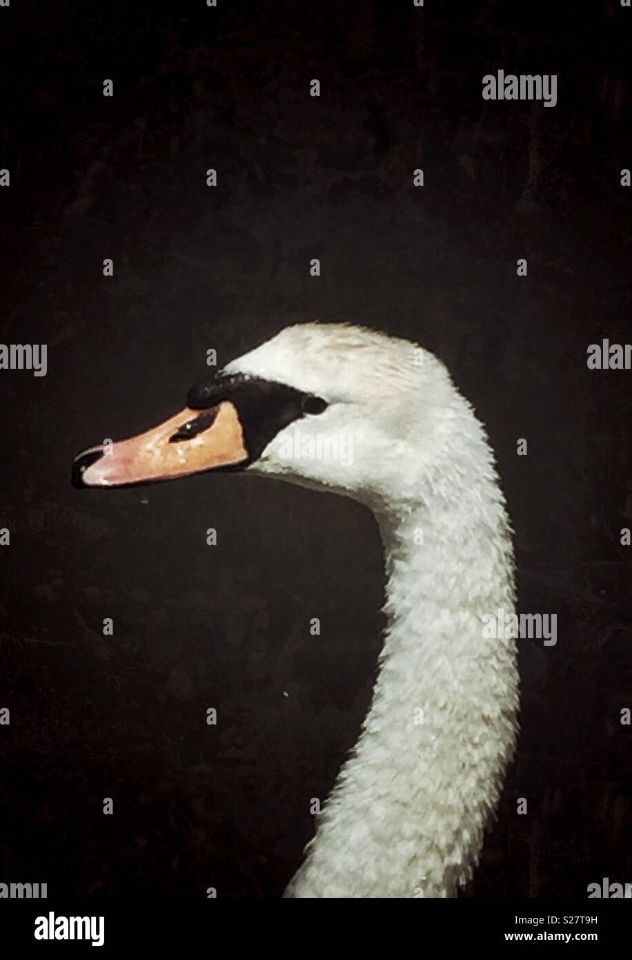 Swan neck hi-res stock photography and images - Alamy