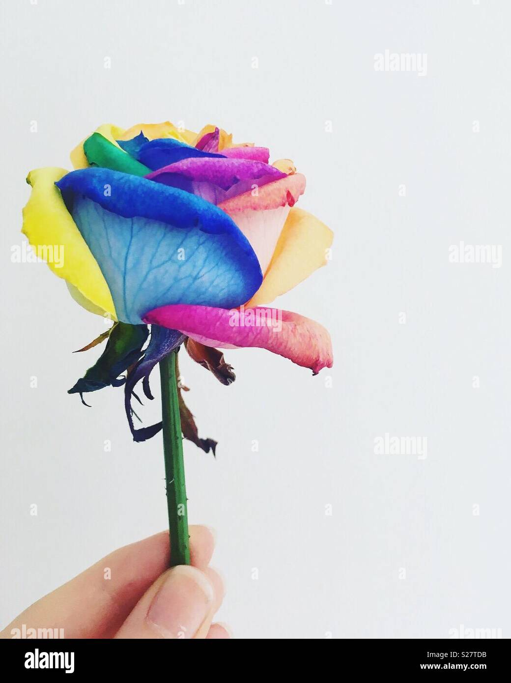 Single Stem Rainbow Rose