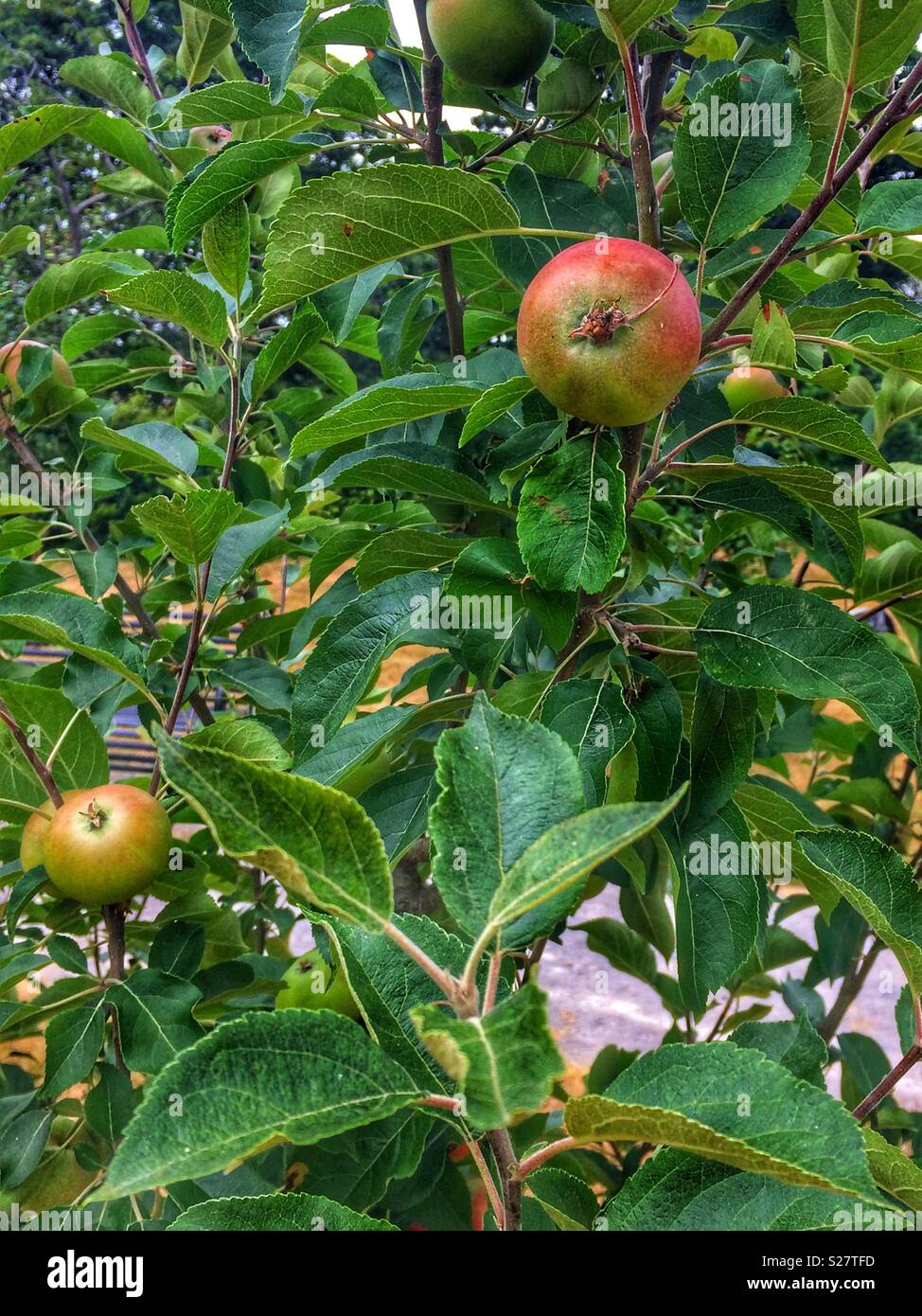 Orchard trees greenery hi-res stock photography and images - Alamy