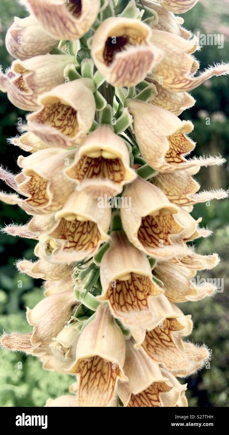 Trumpet shaped flower hi-res stock photography and images - Alamy
