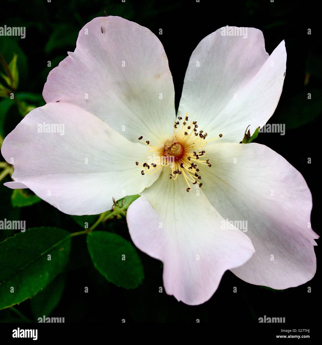 English open rose hi-res stock photography and images - Alamy